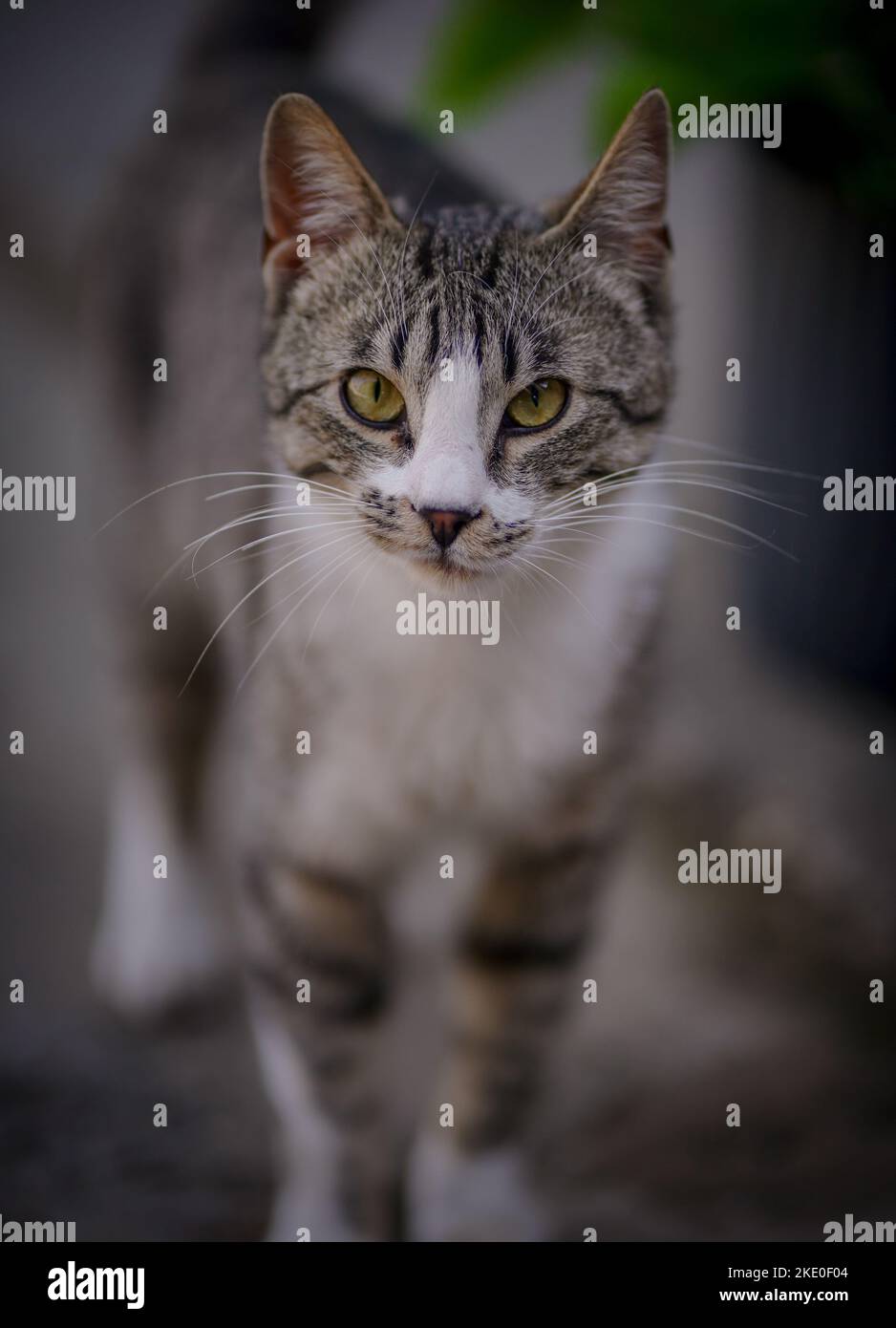 A beautiful portrait of a cute tabby cat on a blurry background Stock ...