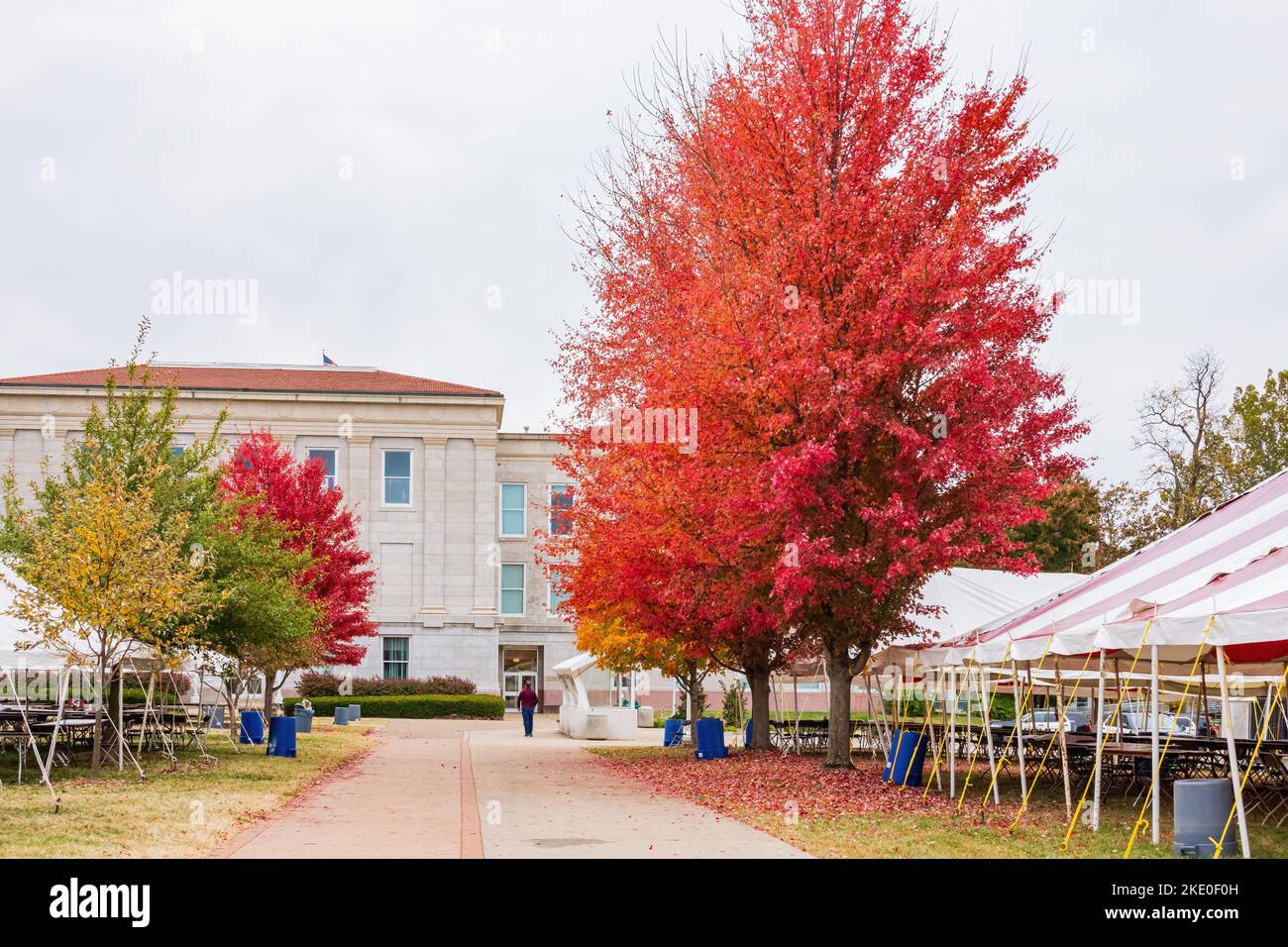 Missouri state tree hi-res stock photography and images - Alamy