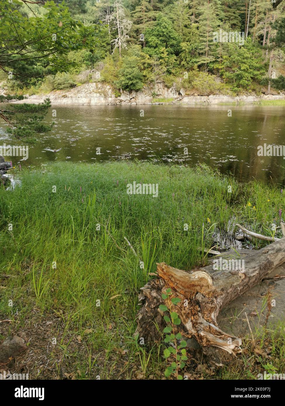 A vertical shot of a pond near a forest Stock Photo - Alamy