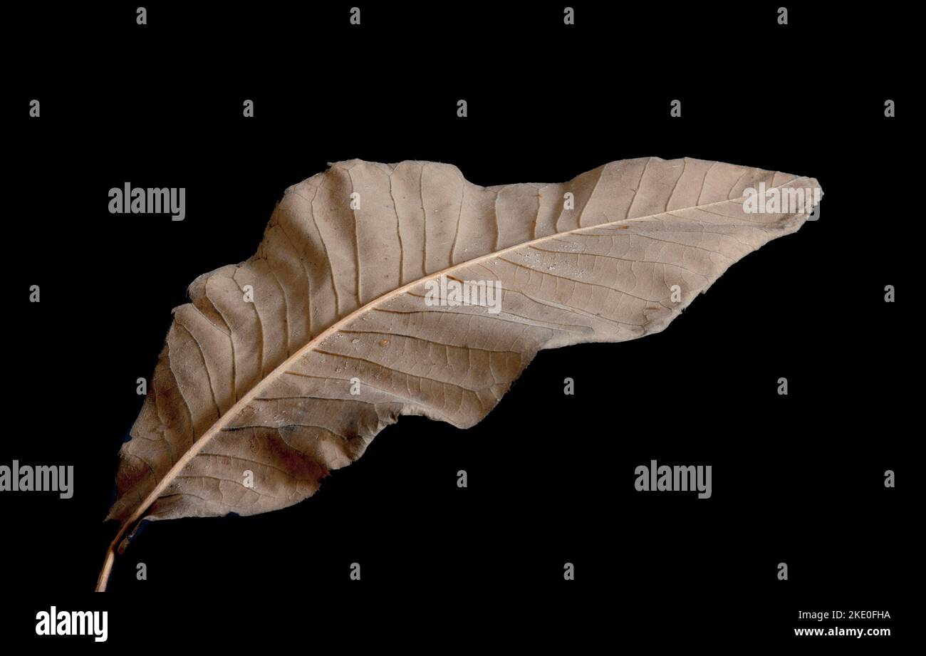 The back of a Magnolia grandiflora autumn leaf Stock Photo - Alamy