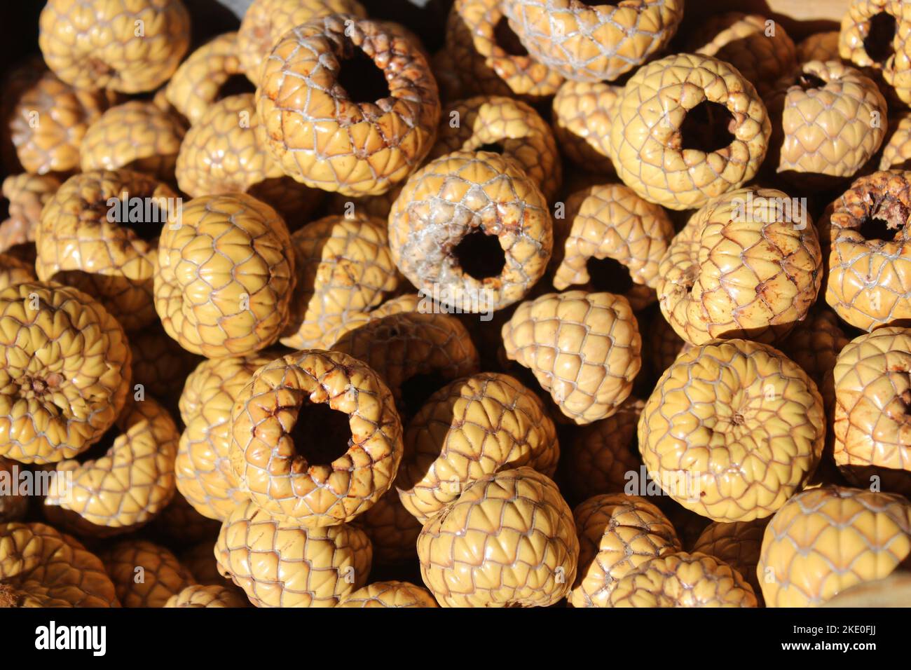 Rumbia fruit hi-res stock photography and images - Alamy