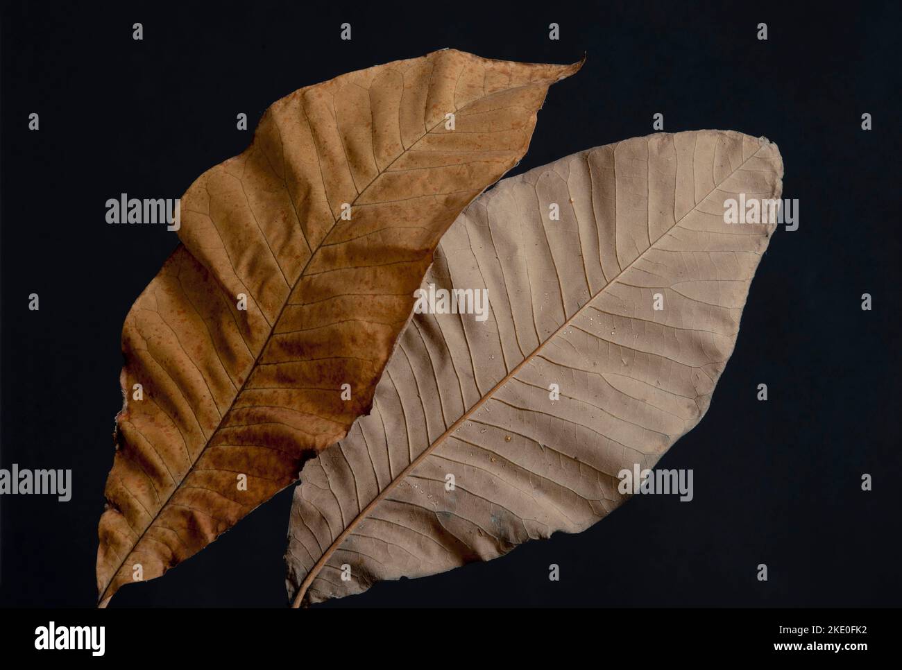 Two beautiful brown Magnolia grandiflora autumn leaves Stock Photo - Alamy