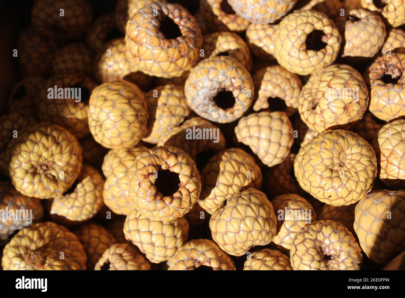 Rumbia fruit hi-res stock photography and images - Alamy