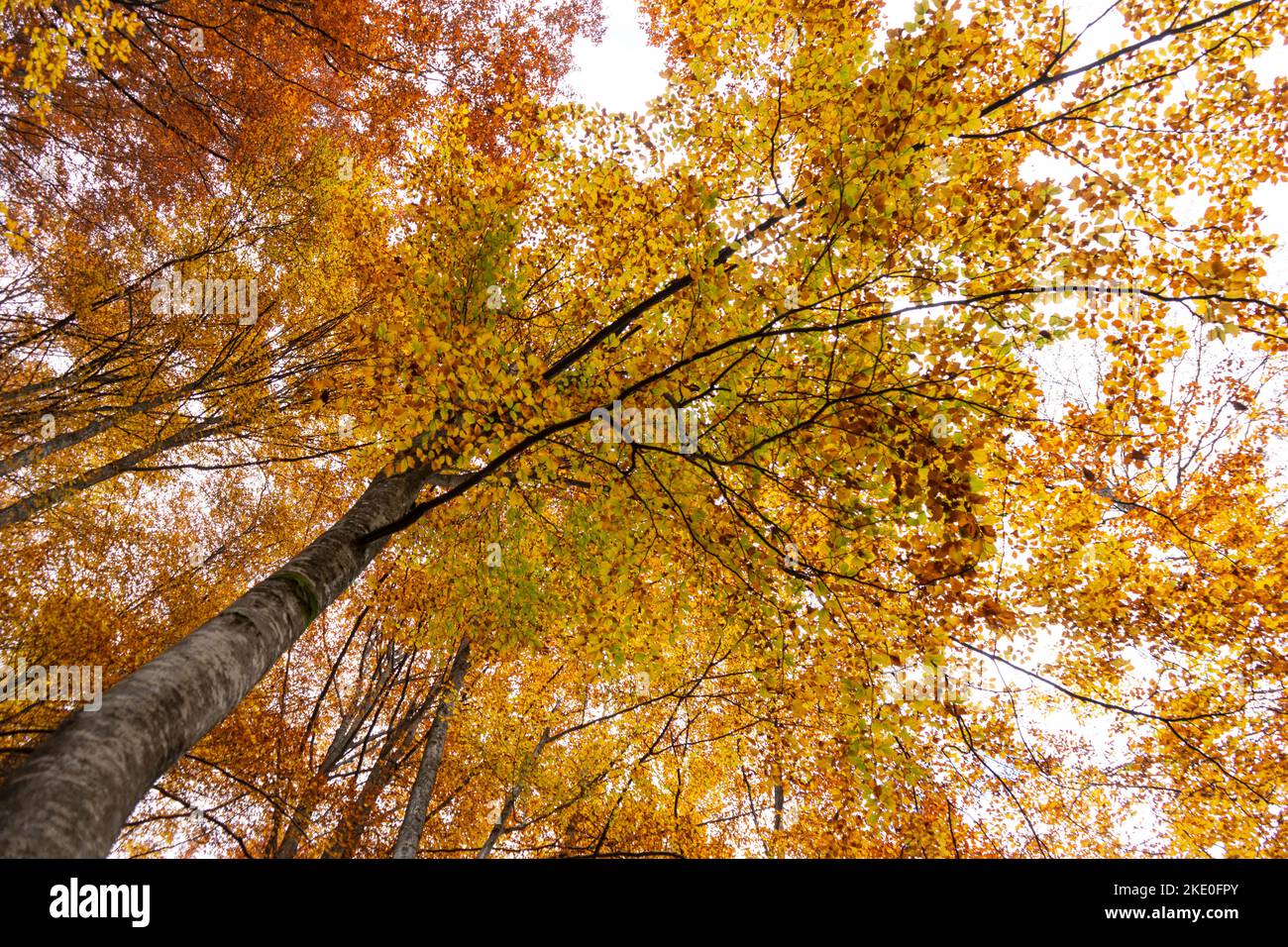 Nature in autumn. A beautiful lake and a forest in fall Stock Photo - Alamy