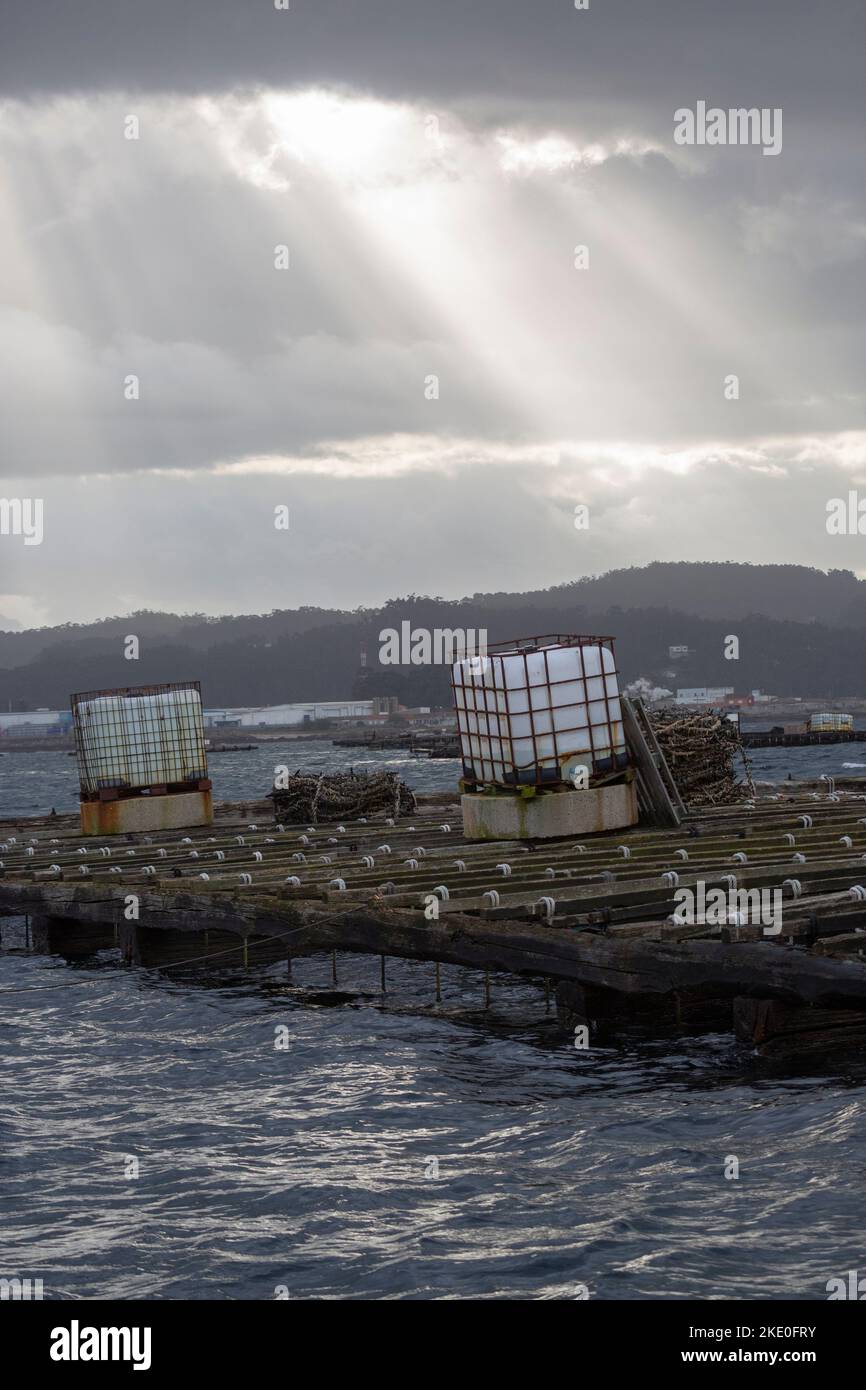 Mussel farming raft in the Ría de Arousa, Galicia Stock Photo - Alamy