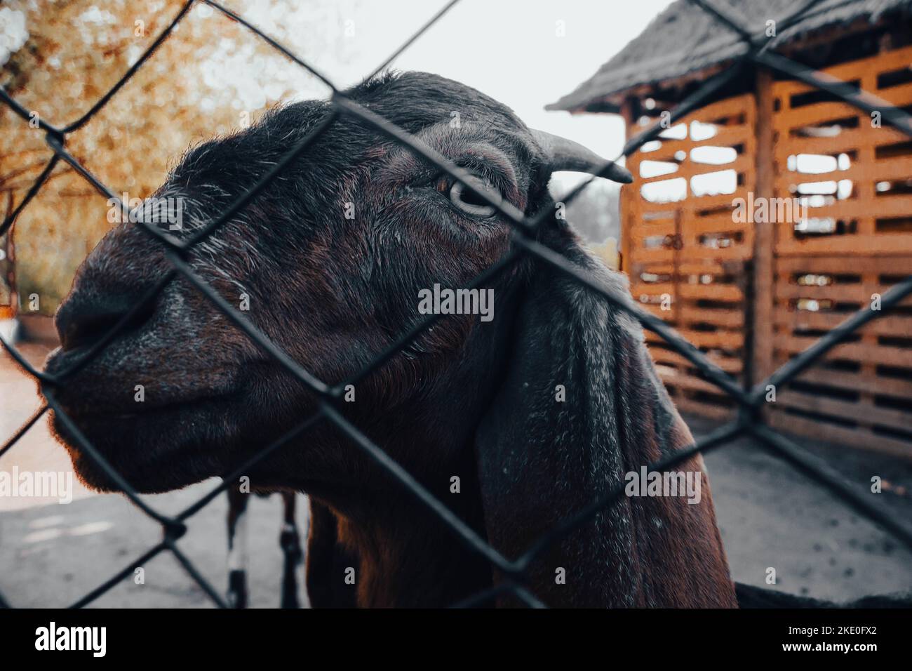 A closeup of a black goat looking behind the metal fence Stock Photo ...