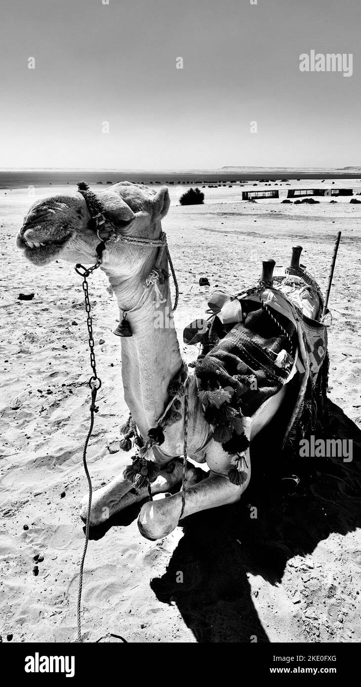 A vertical grayscale closeup of a resting camel Stock Photo - Alamy