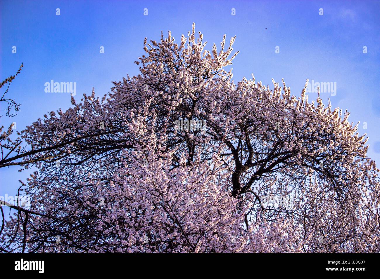 The beautiful blooming tree with pinkish-white flowers Stock Photo - Alamy