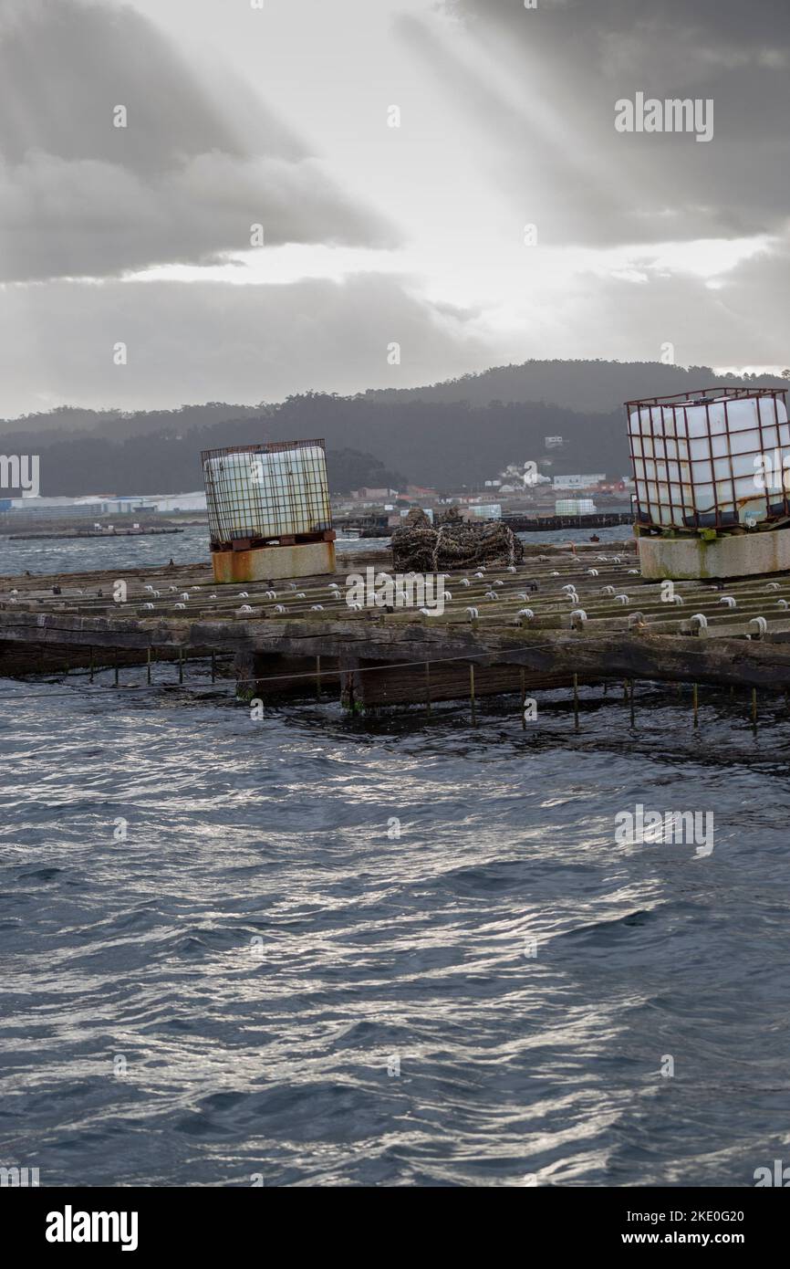 Mussel farming raft in the Ría de Arousa, Galicia Stock Photo - Alamy
