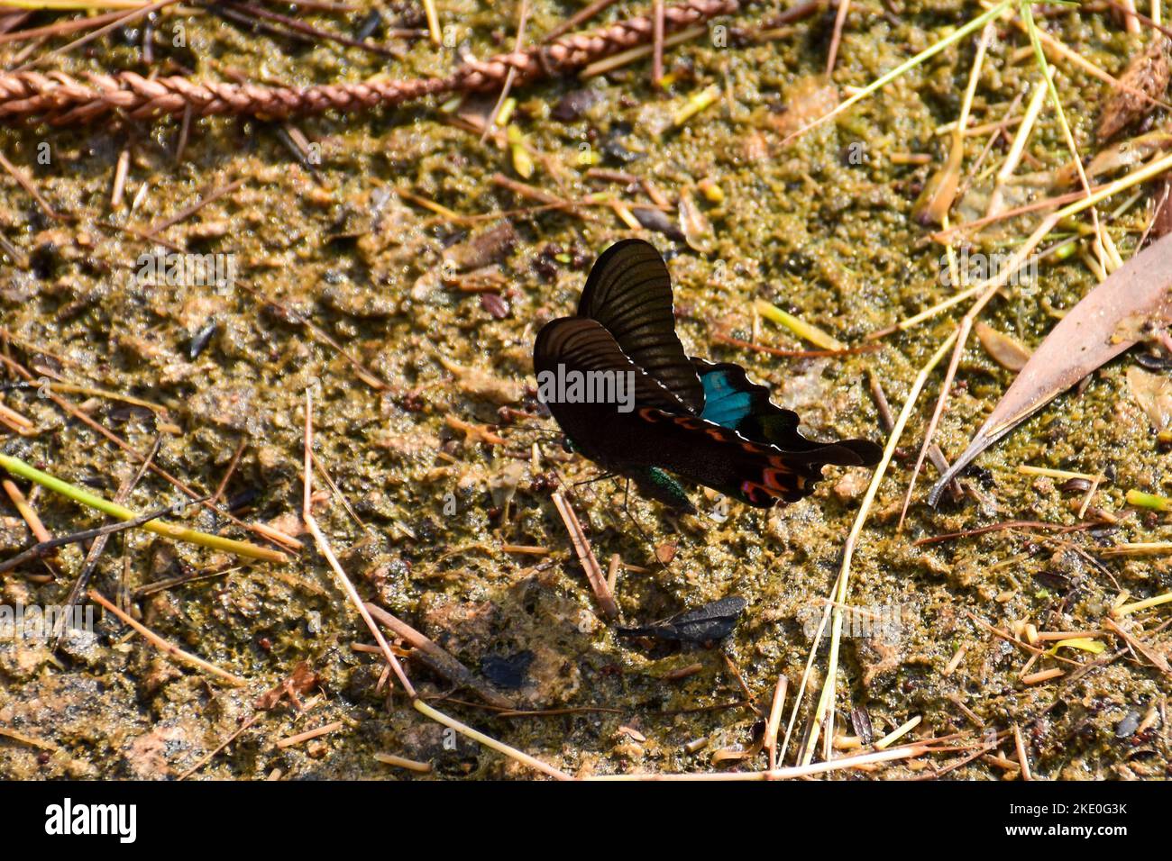 butterfly nest in the forest, nature background in hk Stock Photo - Alamy