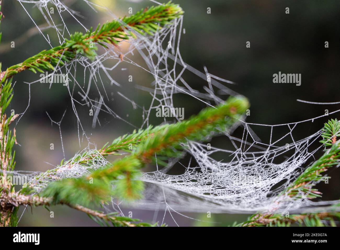 Beautiful close-up shot of an wet spiderweb hanging in a tree Stock ...