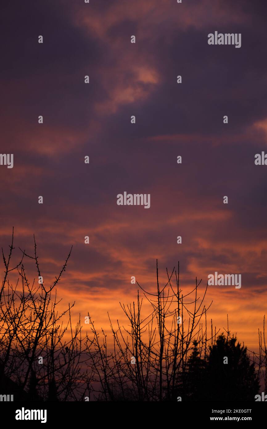 The vertical view of the silhouettes of branches under the cloudy ...
