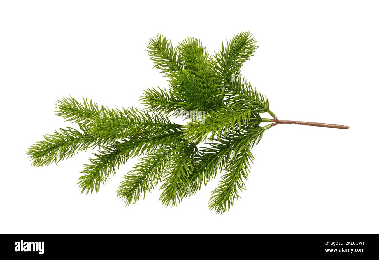 Christmas tree branch isolated Stock Photo - Alamy
