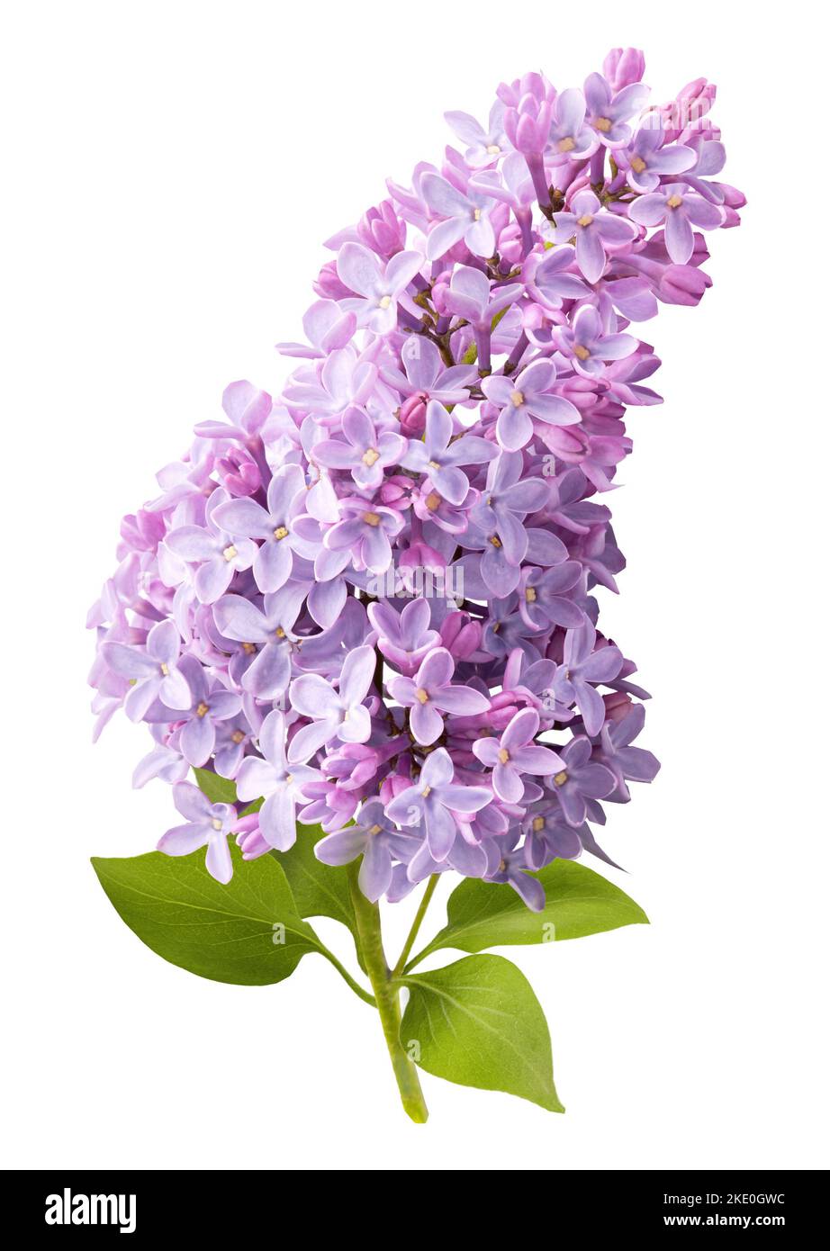 Branch of lilac flowers isolated. Lilac flowers Stock Photo - Alamy