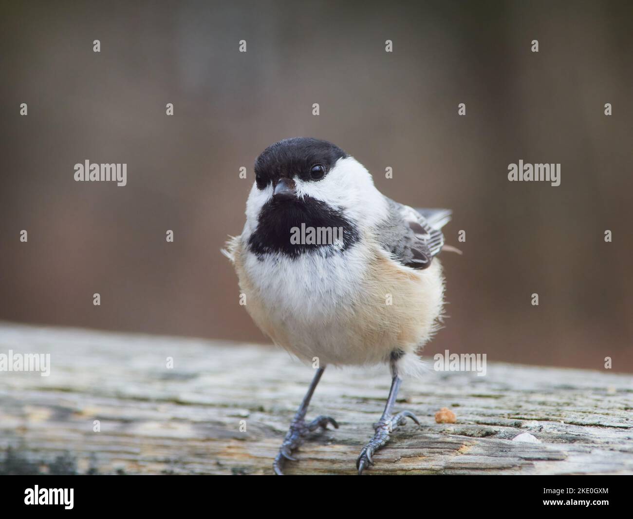 Closeup of a Black-capped Chickadee on a tree branch Stock Photo - Alamy