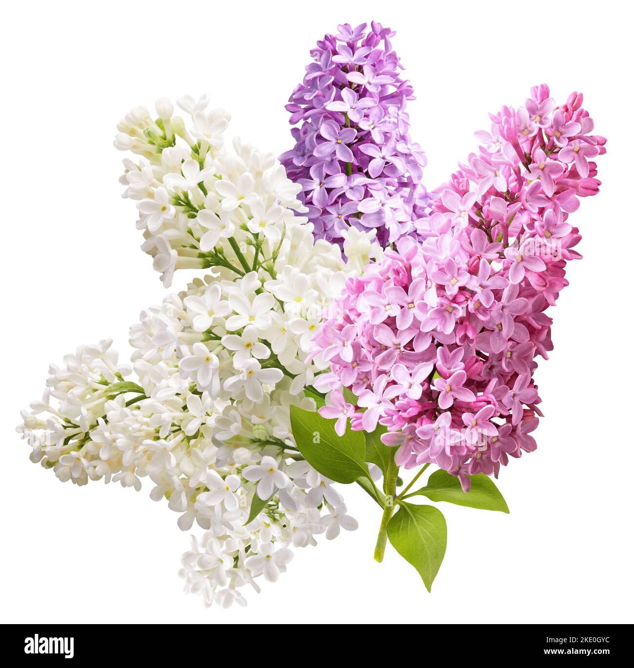 Several branches of lilac branches. Lilac flowers. Beautiful lilac ...