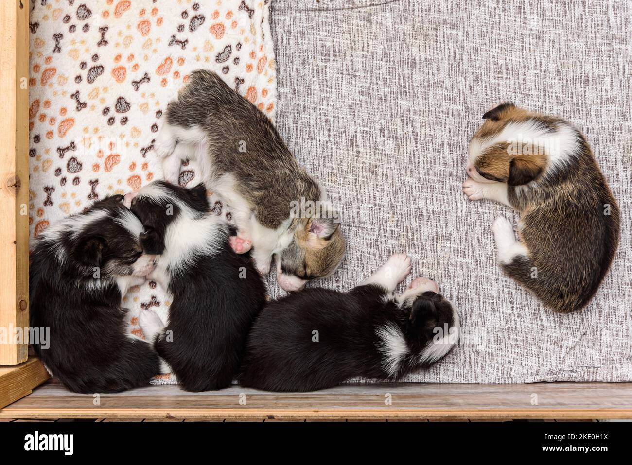 Tired Pembroke Welsh Corgi puppies sleep in box with rug Stock Photo ...
