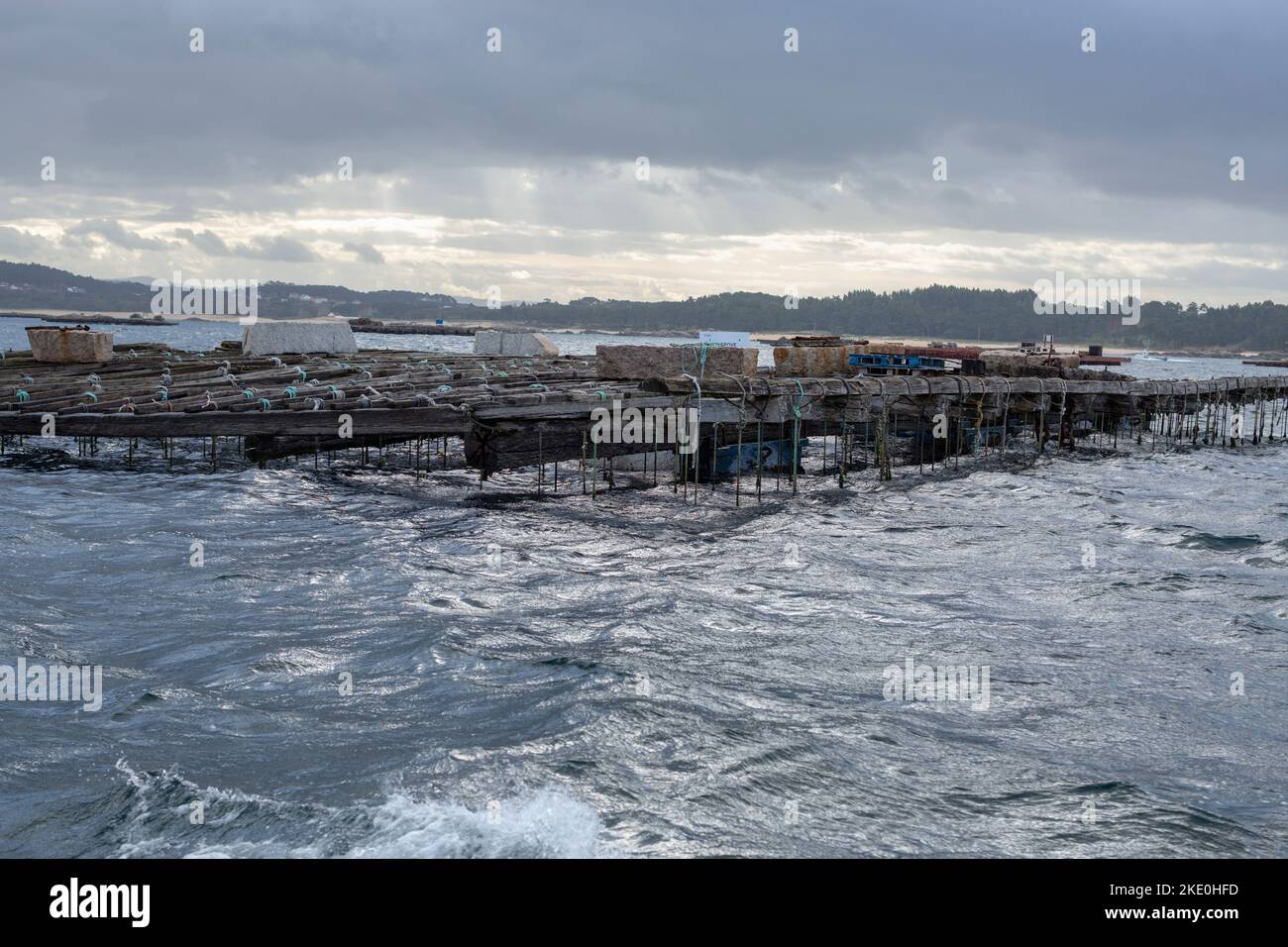 Mussel farming rafts in a polygon of rafts in the Arousa estuary ...