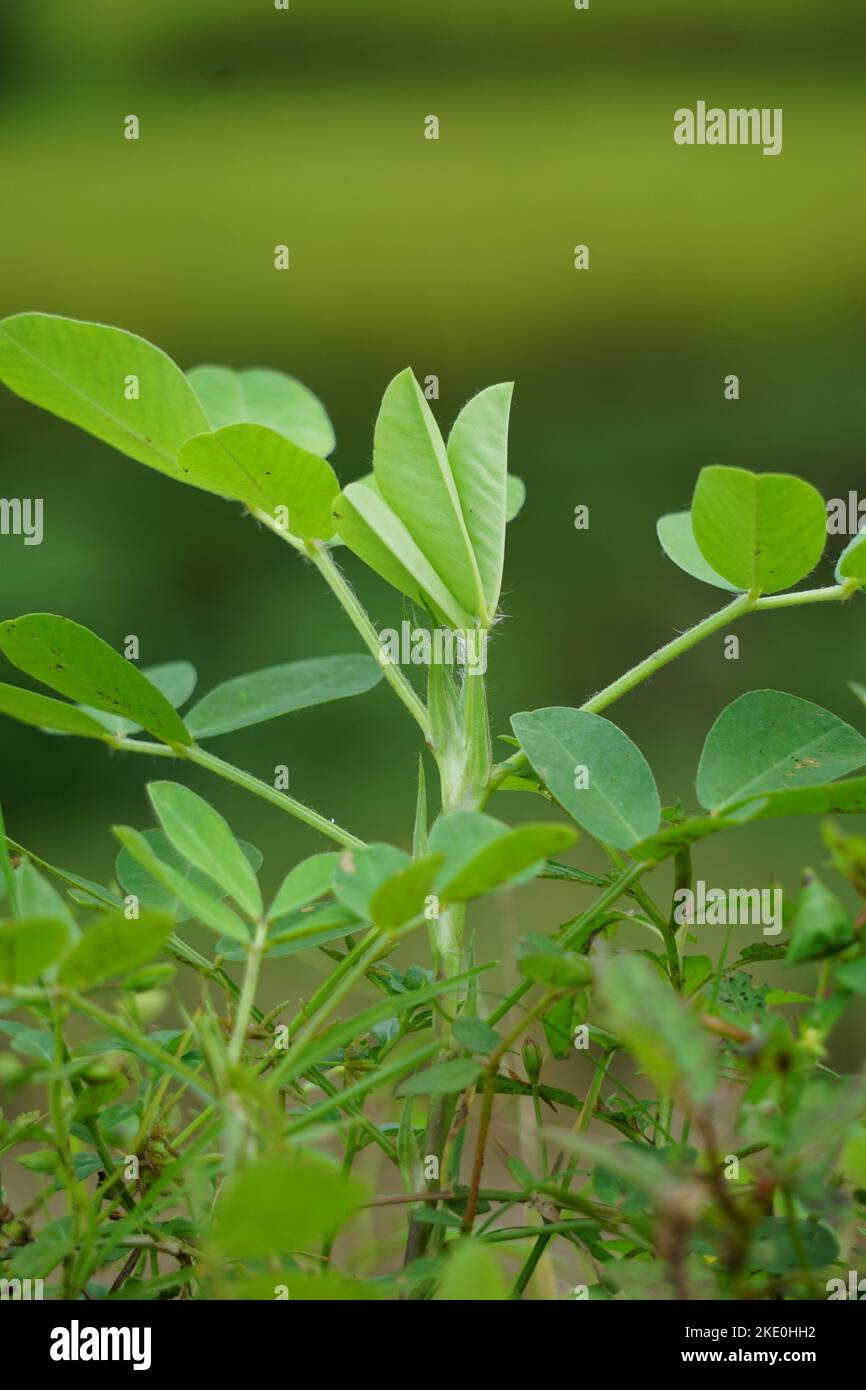 Arachis hypogaea L. (Also called Kacang tanah, peanut, groundnut ...