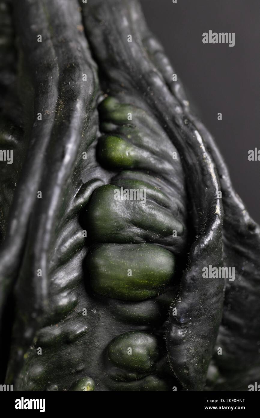 Close up of the wart-like surface of a weird black and green gourd ...