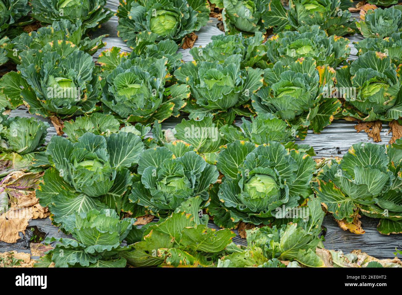 Close-up of cabbage plant at a small farm in Cameron Highlands ...