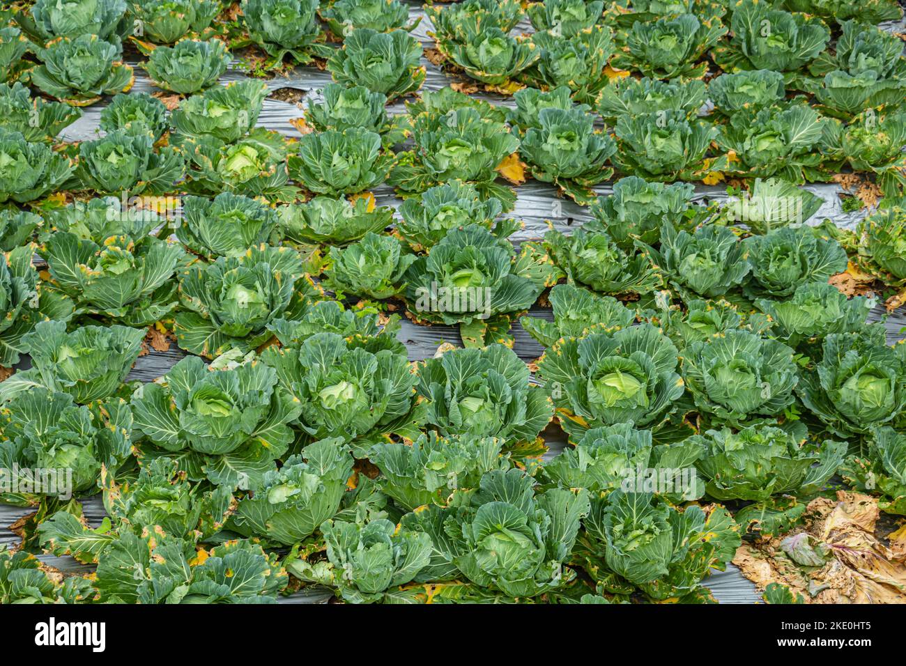 Row of cabbage plants at small plot of farm in Cameron Highlands ...
