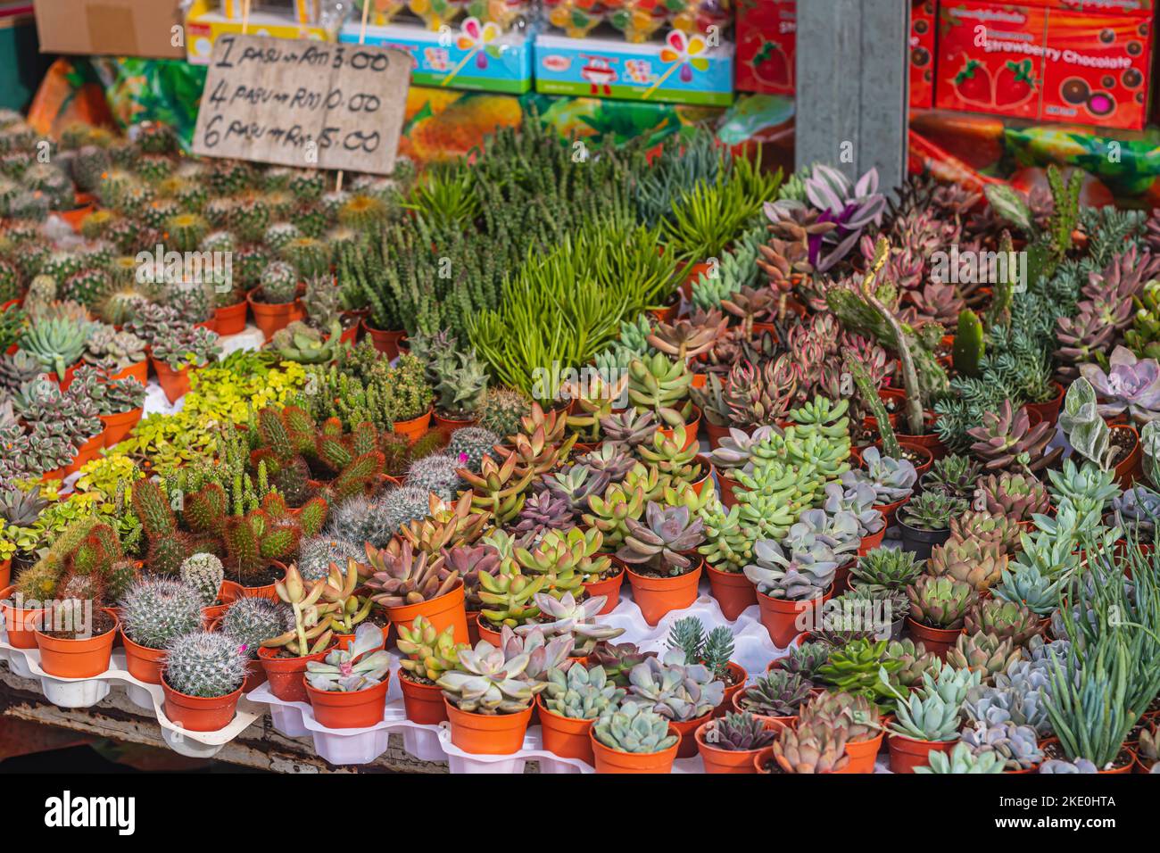 Potted cactus hi-res stock photography and images - Alamy