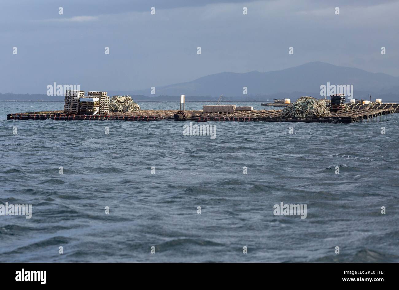 Mussel farming rafts in a polygon of rafts in the Arousa estuary ...