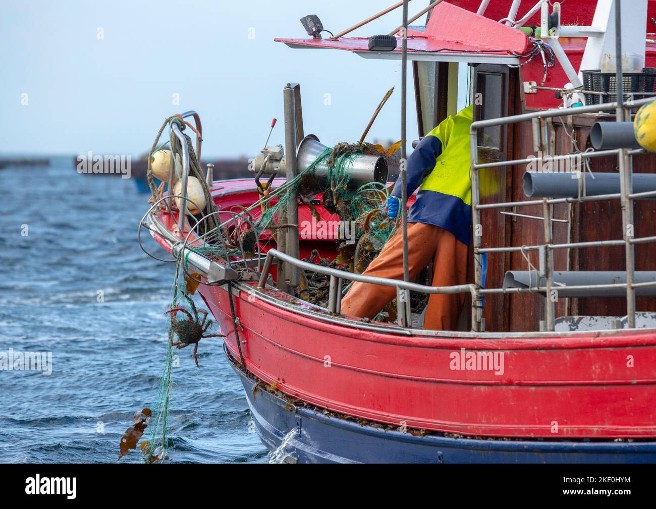 An inshore sailor fishing spider crab in the Arousa estuary, Pontevedra ...