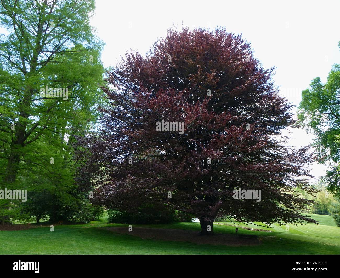 A scenic view of a European Beech tree with long branches and red ...