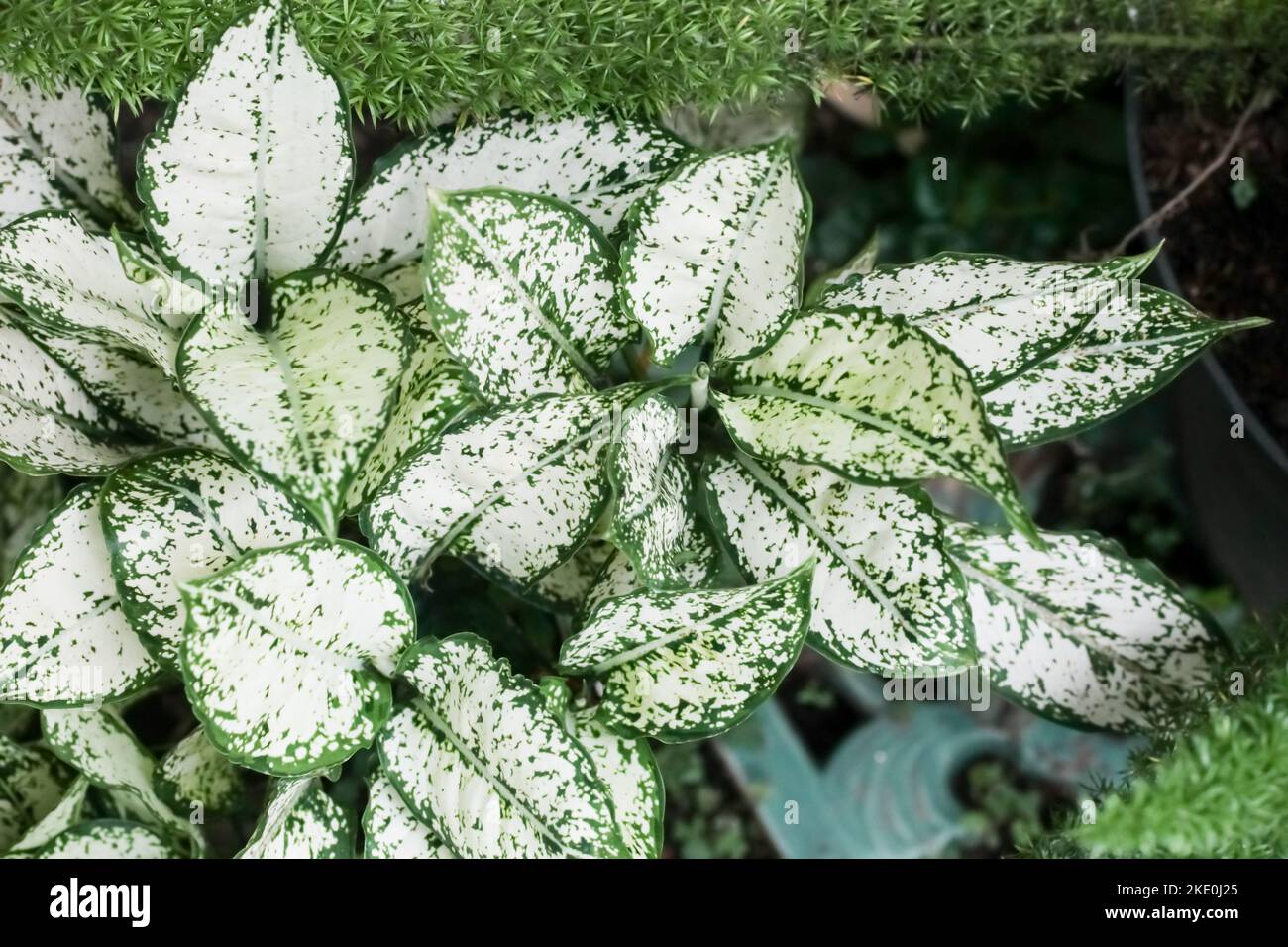 Aglaonema costatum f. foxii cultivar. Polka-dot houseplant from the ...