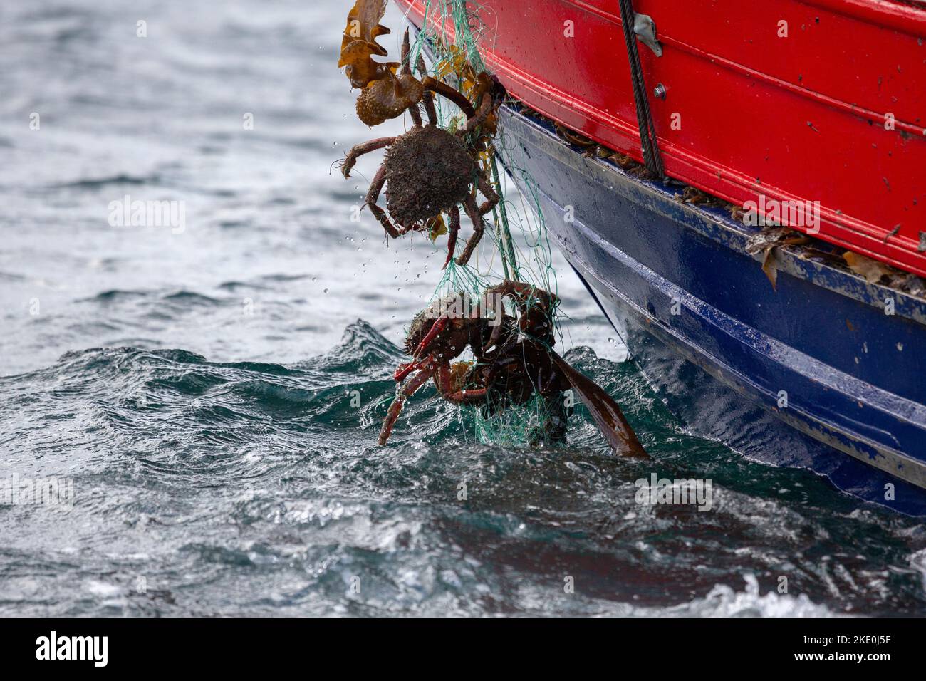 Crabs caught in the fishing net of a spider crab fisherman in the ...