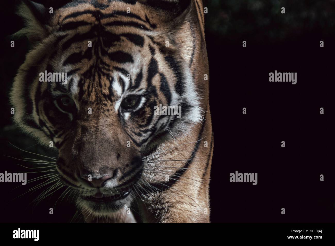 Digitally altered portrait of a Tiger, panther tigris Stock Photo - Alamy