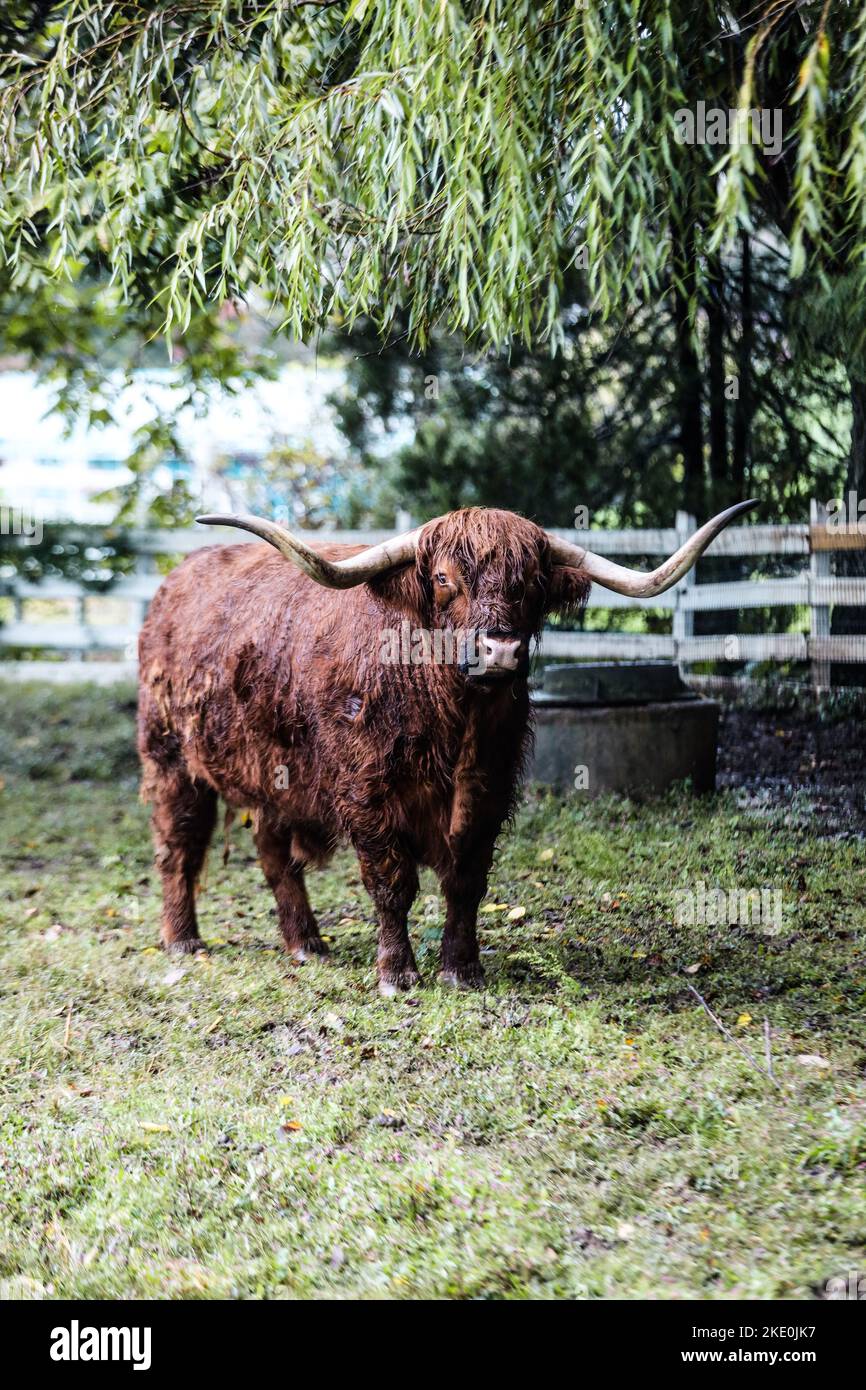 A vertical portrait of a Highland cattle, Kyloe with long horns and a ...