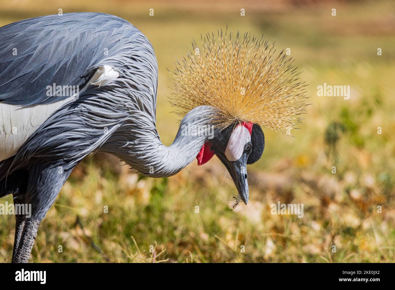 Close up shot of cute Black crowned crane at Oklahoma Stock Photo - Alamy