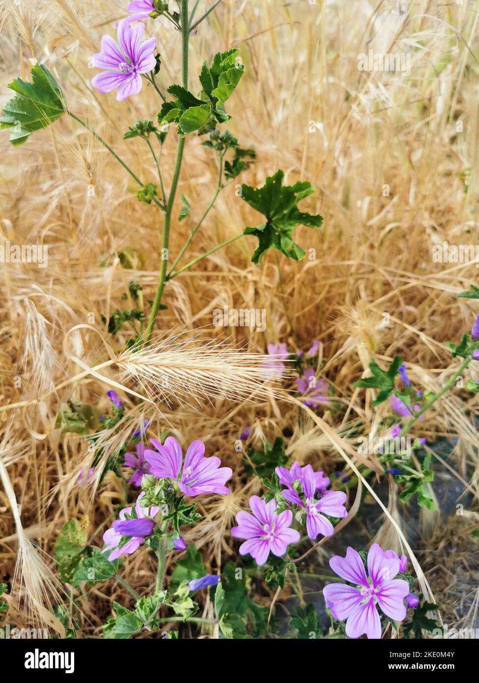 A vertical of violet mallow flowers in the field Stock Photo - Alamy