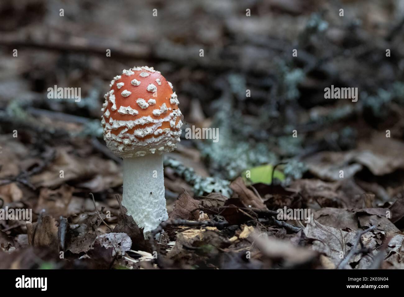 A closeup shot of a Fly agaric fungus with a red cap and white spots on ...