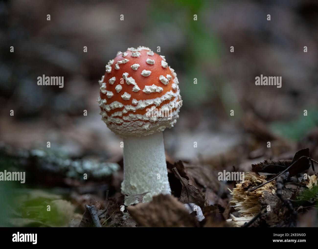 A closeup shot of a poisonous fungus with a red cap and white spots on ...