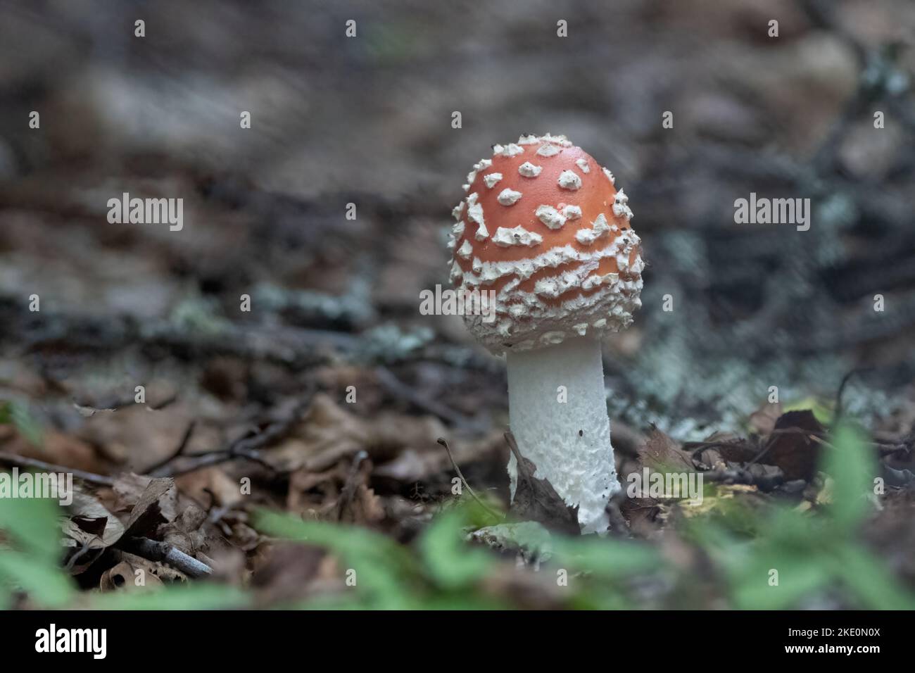 A closeup shot of the poisonous Fly agaric fungus with a red cap and ...