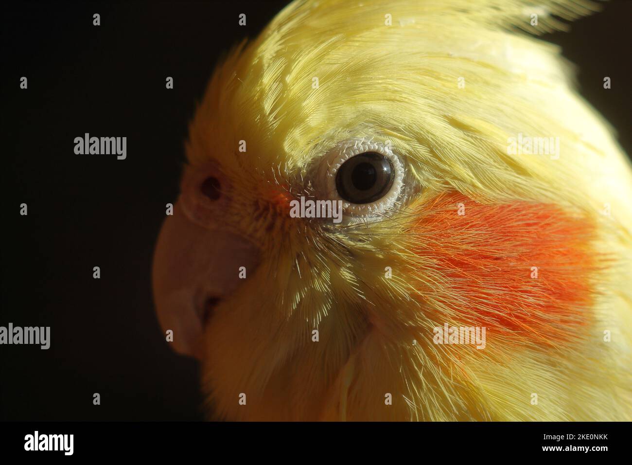 Close up pet cockatiel hi-res stock photography and images - Alamy