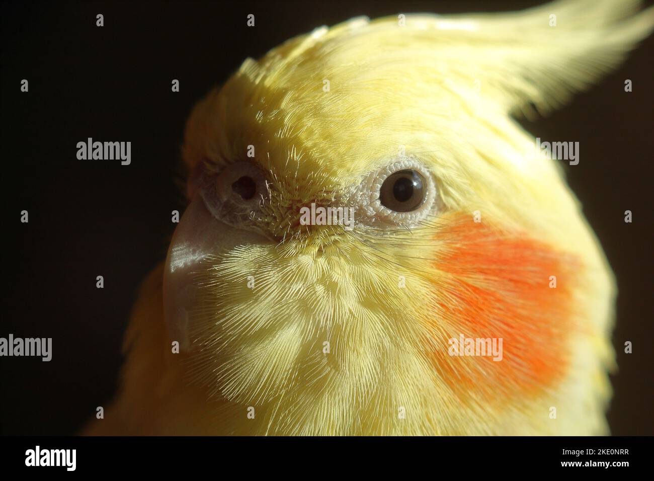 Cockatiel parrot hi-res stock photography and images - Alamy