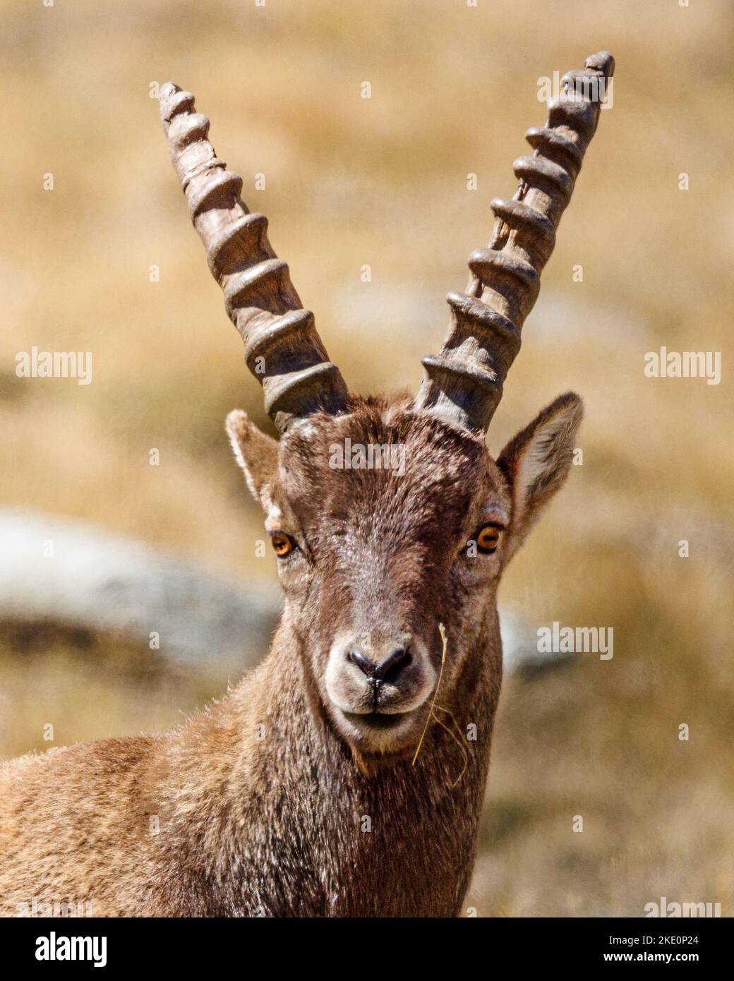 A vertical portrait of an Alpine ibex with beautiful horns Stock Photo ...