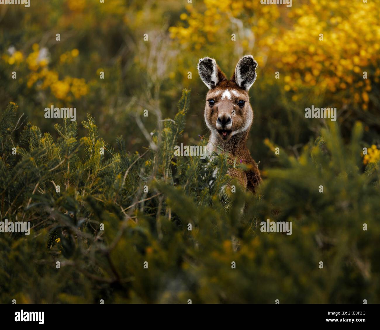 A cute red kangaroo peeking behind the green bush in the forest Stock ...