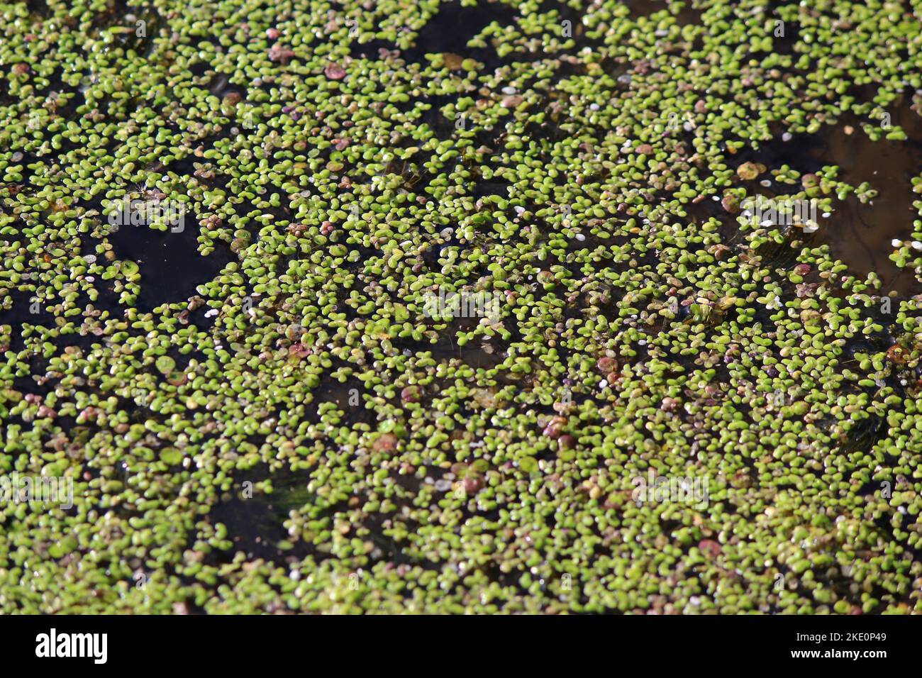 Green duckweed growing on river water in summer Stock Photo - Alamy