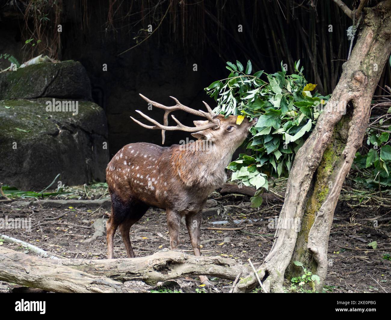 The Yezo sika deer eating leaves in the forest (Cervus nippon yesoensis ...