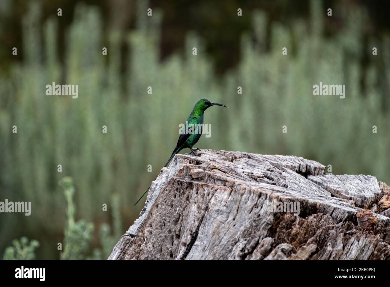 A close-up of a malachite sunbird (Nectarinia famosa) sitting on a tree ...