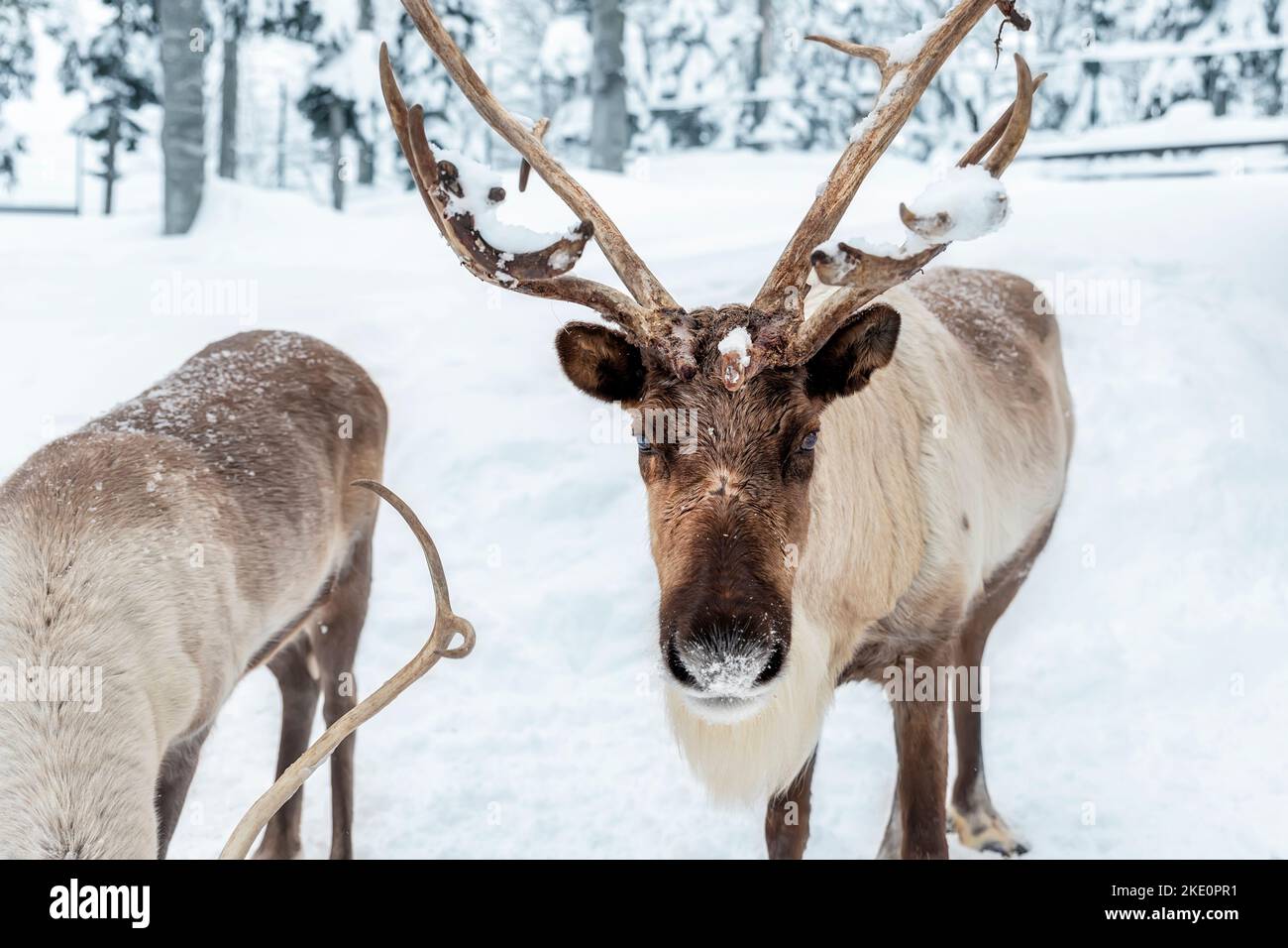 Portrait of northern reindeer with massive antlers and fluffy furry ...