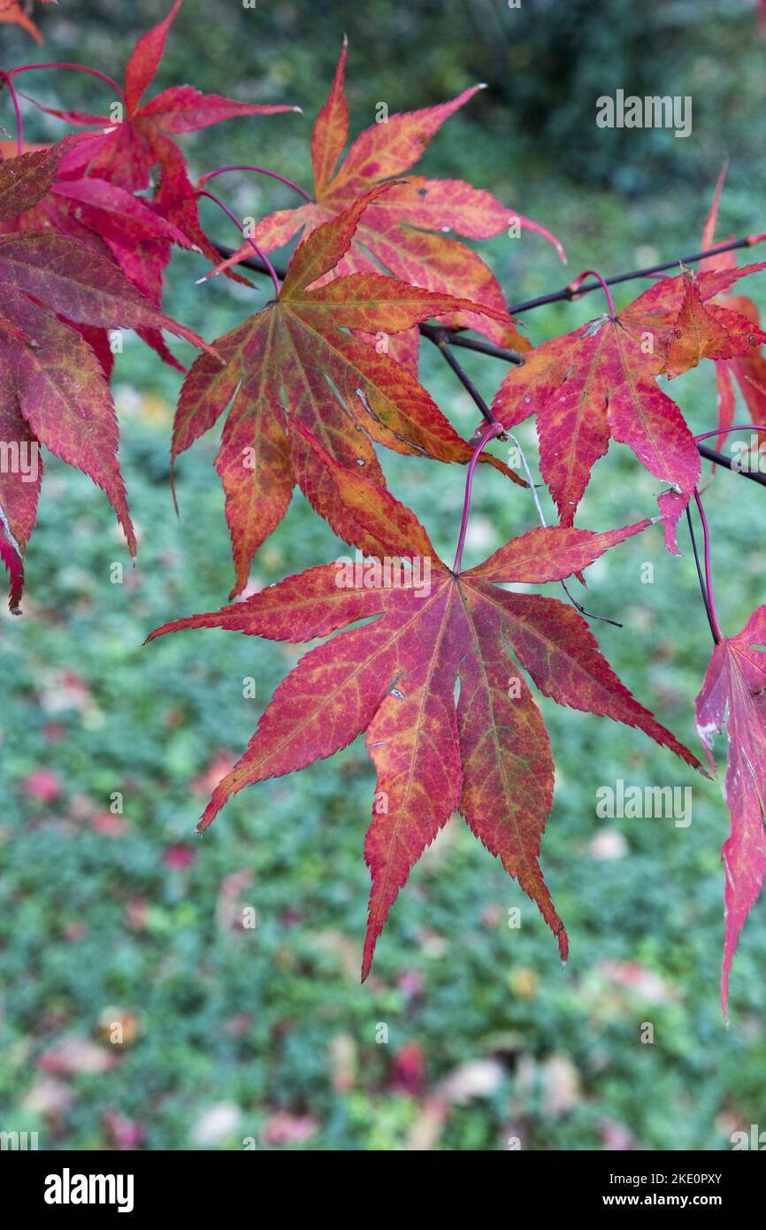 Japanese maple tree Stock Photo - Alamy