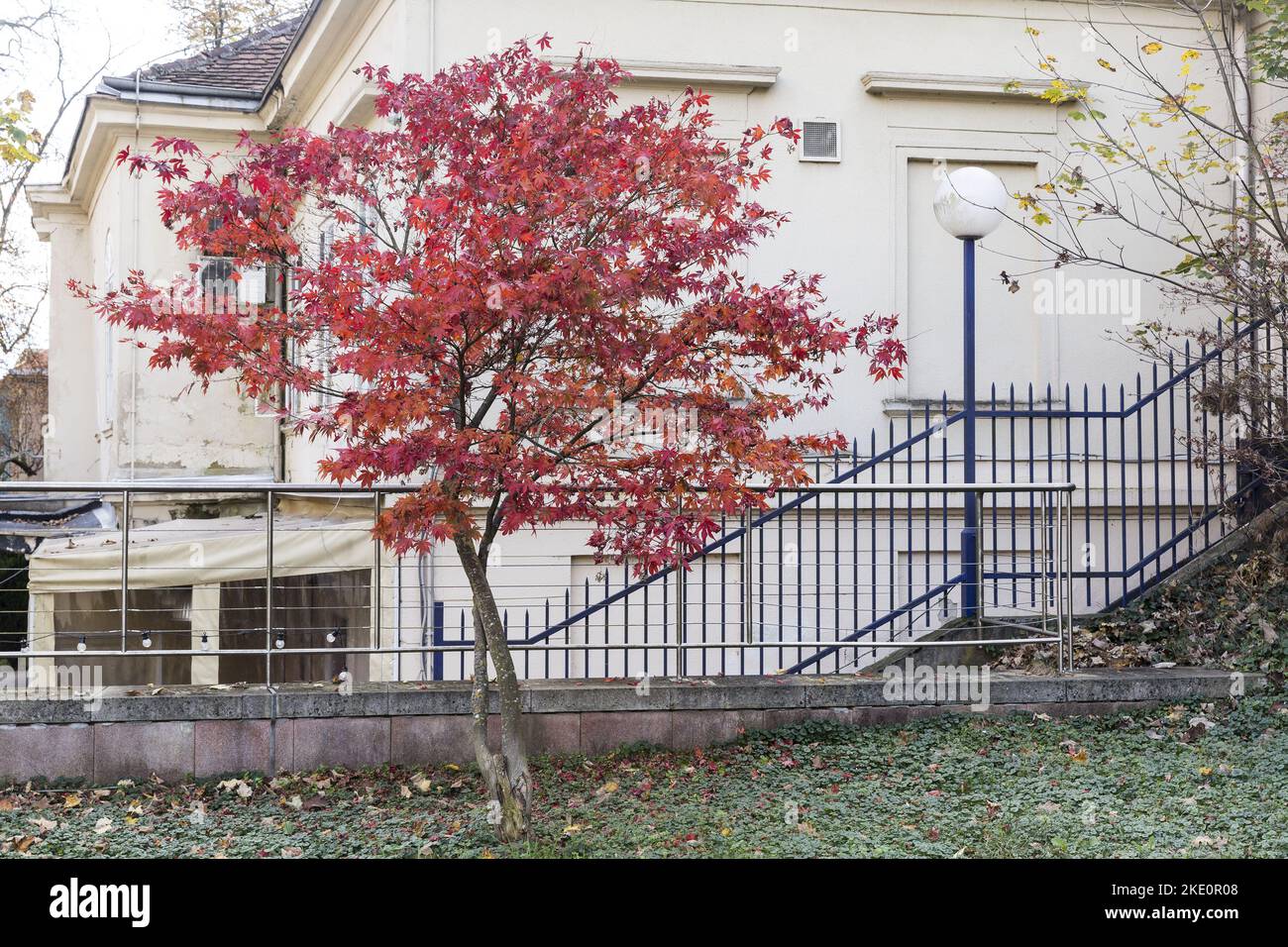 Japanese maple tree Stock Photo - Alamy