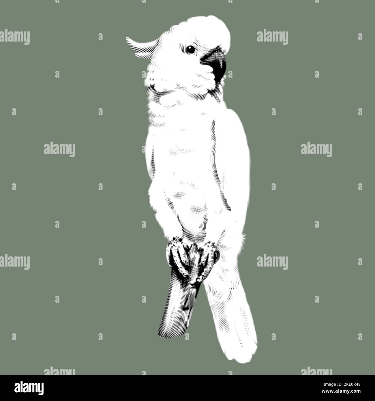 Sulphur-crested cockatoo. White parrot graphic illustration. Realistic ...